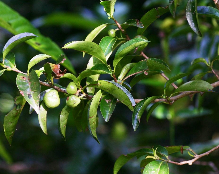Sapium ellipticum | NMPPDB