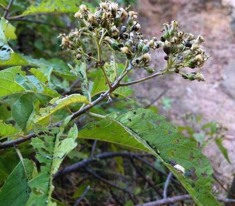 Vernonia colorata | NMPPDB